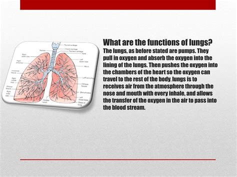 Ppt Understanding Lung Health Functions Diseases And Prevention