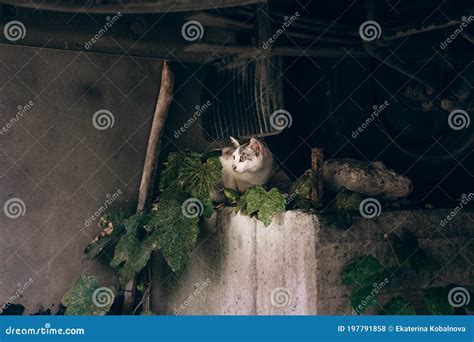 街头流浪独猫 没有品种，没有家的美丽猫 一只白色的街猫，灰色的斑点藏在车底 库存照片 图片 包括有 摆在 眼睛 197791858