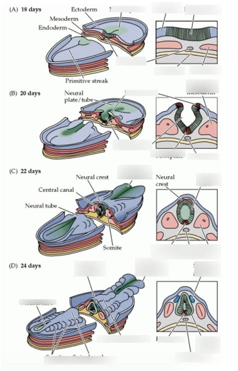 Diagram Of Neurulation Quizlet