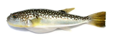 ショウサイフグ 2004 11 07 WEB魚図鑑