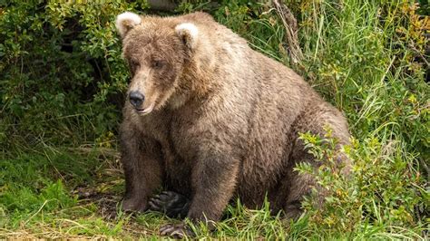 Grazer Wins 2023 Fat Bear Week Contest United States
