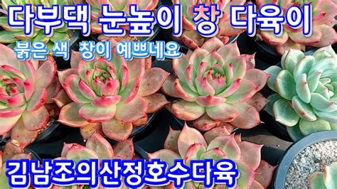 다부댁의 눈높이에서 보는 김남조의산정호수다육이 창 다육이들 붉은 색 창이 너무 예뻐요 多肉植物 Succulent たにくしょくぶつ다육이를부탁해 Youtube