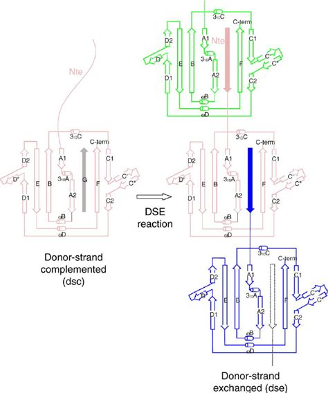 Schematic Diagram Illustrating The Processes Of Dsc And Dse In This