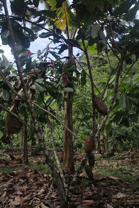 카카오 식물 숲 Pixabay의 무료 사진 Pixabay