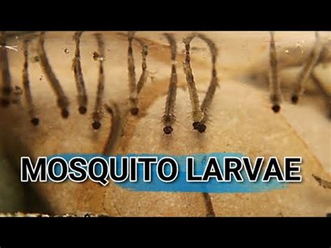 Mosquito Larvae Facts And Anatomy Insects Backyard Wildlife Life Cycle Of Mosquitoes Larva