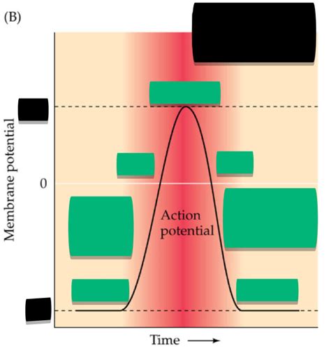 Lecture 2 Diagram Quizlet