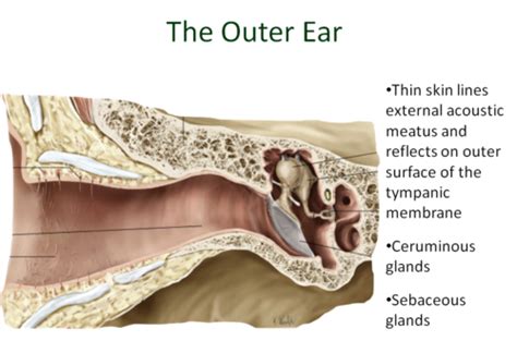 Histo Ear Flashcards Quizlet