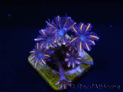 Clavularia Orange Firework Tip Clove Polyps