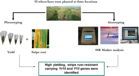 Genetic Characterization Of Advance Bread Wheat Lines For Yield And Stripe Rust Resistance Acs