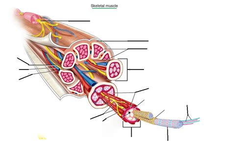 Skeletal Muscle Diagram Quizlet