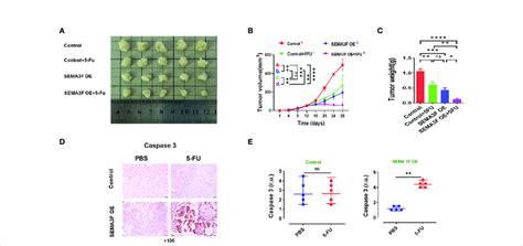 Sema3f Overexpression Enhanced The Sensitivity Of Crc Cells To 5 Fu In