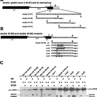 Characterization Of A Third Splicing Enhancer Sequence In Exon 2 A