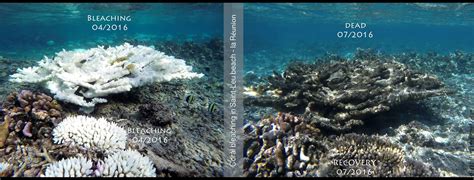 Mapping Coral Reefs Using Underwater Images Pix4d