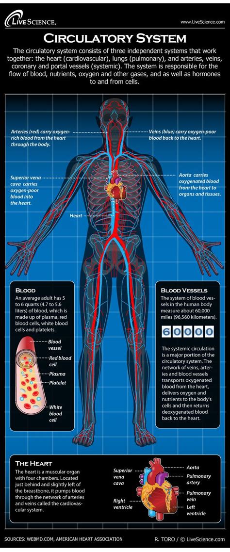 Circulatory System Chart