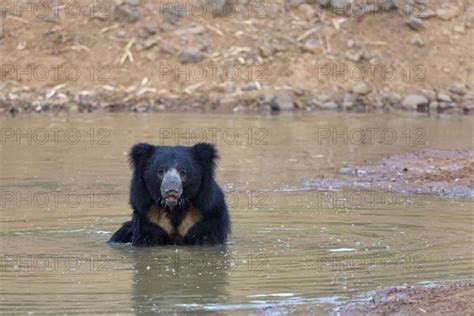 Ursus Ursinus Photo12 Imagebroker Bernd Rohrschneider