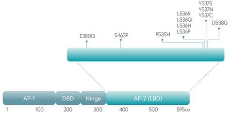 Esr1 Dpcr Kit — Apis Assay Technologies Ltd