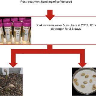 Post Treatment Handling And Radiosensitivity Testing Of Irradiated Download Scientific Diagram