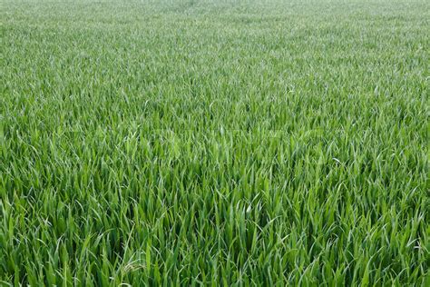 Grass Crop Mark Stock Image Colourbox