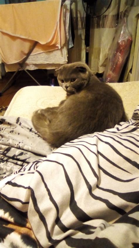 Создать мем кошка британская вислоухая кошка шотландские вислоухие котята Картинки Meme