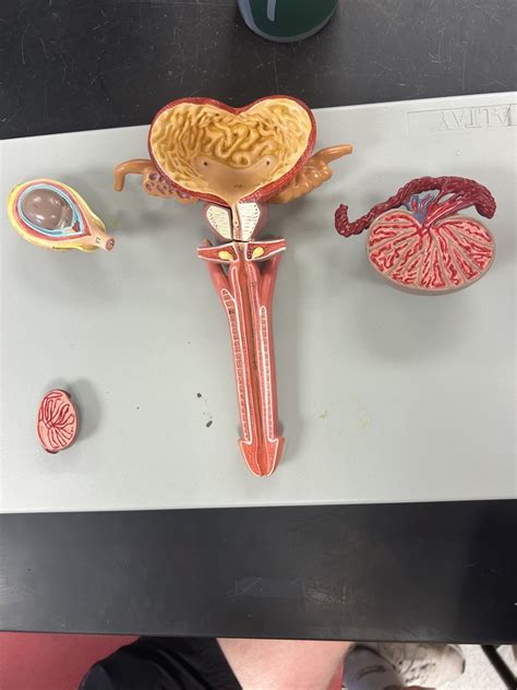 Reproductive Sys Diagram Quizlet