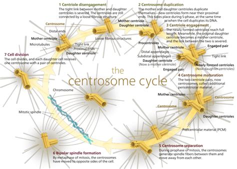 Centrosome Definition Structure Functions Diagram Biology Notes Online
