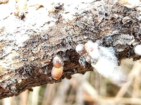 솔껍질깍지벌레 네이버 블로그