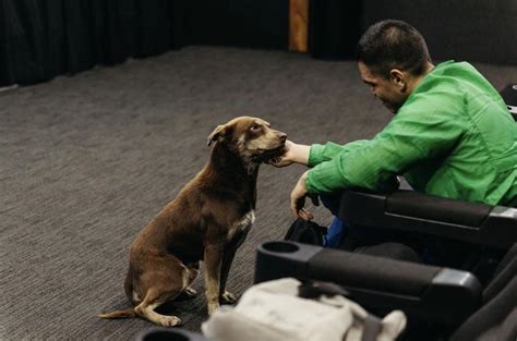 Cácaro El Perro Estrella Del Festival De Cine De Morelia