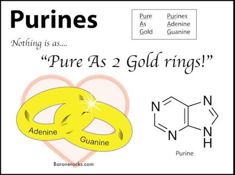 Nitrogenous Base The Building Blocks Of Dna