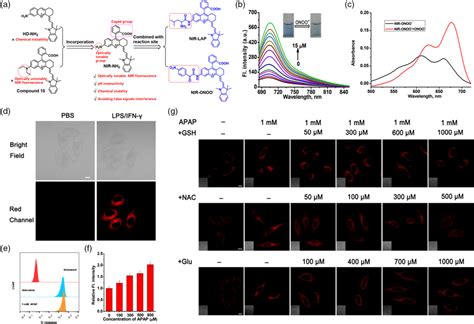 Activatable Optical Probes For Fluorescence And Photoacoustic Imaging Of Drug‐induced Liver