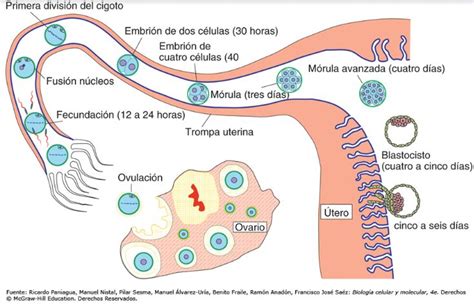 Embryonic Development Embriologia Humana Libros De Histologia