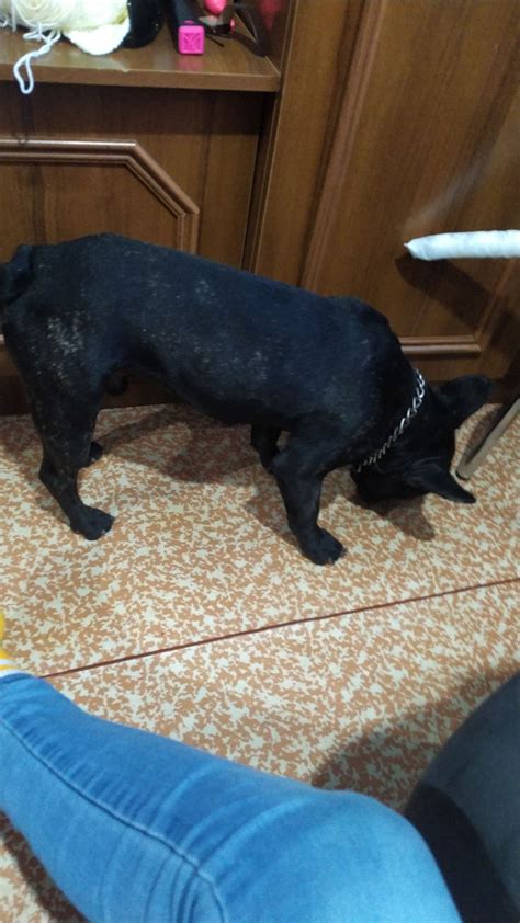 Продам французского бульдога