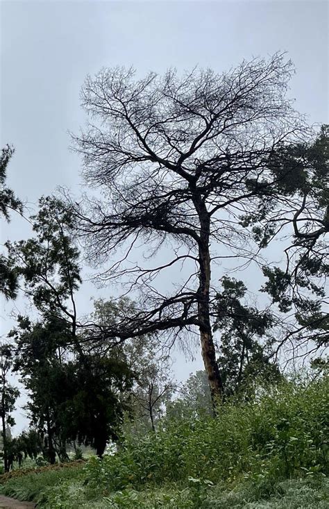 Why Is This Tree So Rectangular R Trees