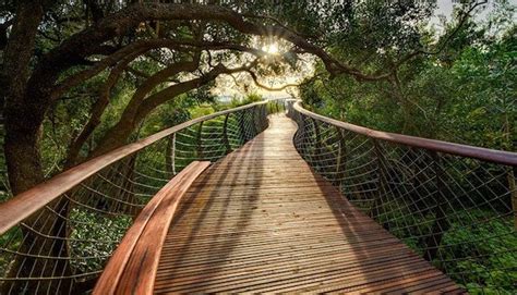 Tree Canopy Walkway Path In Cape Town South Africa Treehousemap