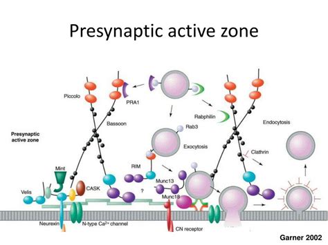 Ppt Neural And Sensory Powerpoint Presentation Free Download Id