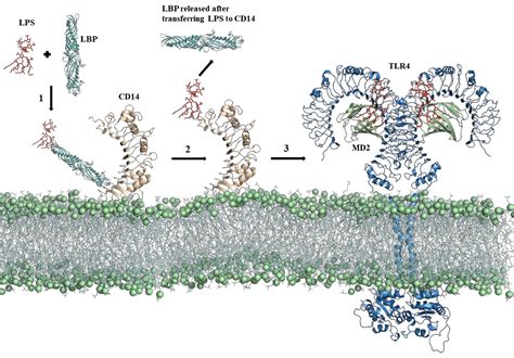 Immune Sentinel Tlr4