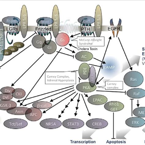 GPCR Signaling Is Functional To Almost Any Aspect Of Cell Physiology Download Scientific