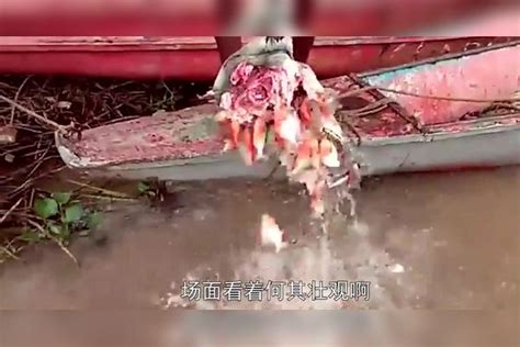 将整块牛头放进河里水面瞬间沸腾不止场面何其壮观 水面 牛头 瞬间
