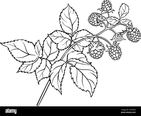 Raspberry Branch Colored Detailed Illustration Stock Vector Image And Art