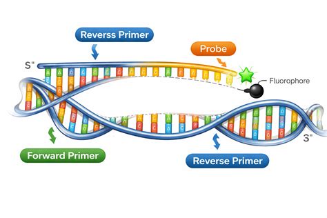 Primer And Probe Technology Revolutionizes Dna Detection And