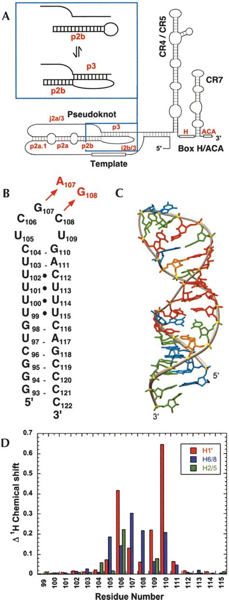 Ynmg Tetraloop Formation By A Dyskeratosis Congenita Mutation In Human Telomerase Rna