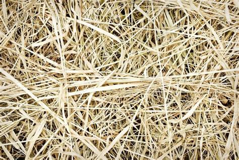 Store In Dry Place Dried Rice Straw Packaging Type Loose At Rs 5 5 Kg In Agra