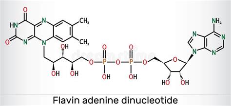 Flavin Adenine Dinucleotide