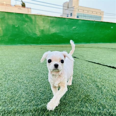 말티즈주리 강아지책임분양 컴투펫위탁보호센터 강아지무료분양 고양이무료분양 강아지파양 고양이파양