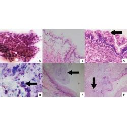 Current Issue Journal Of Laboratory Physicians