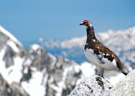 Wildlife Guide Ptarmigan Facts Quark Expeditions