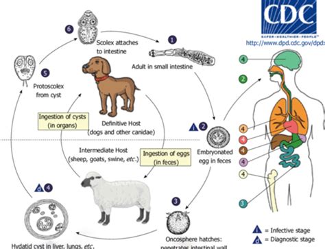 Endoparasites Flashcards Quizlet