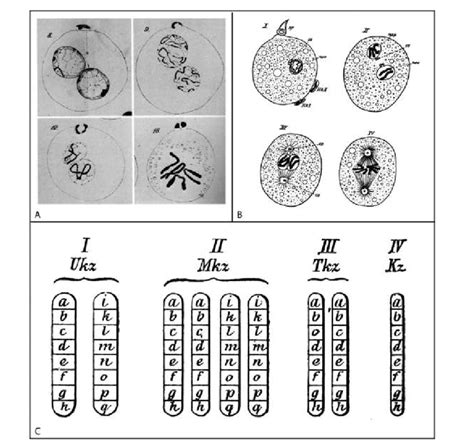 Fertilized Eggs From Ascaris Megalocephala Bivalens Van Beneden 1883