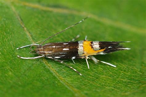 ウスイロカザリバ 虫撮り人