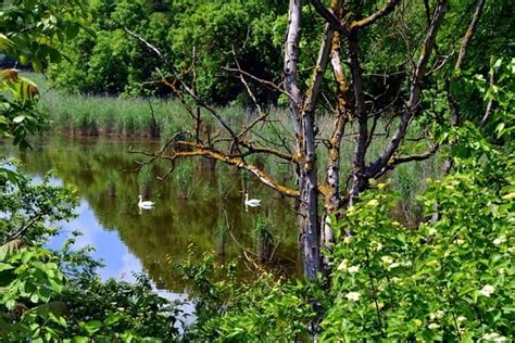 Free Picture Lake River Nature Tree Landscape Wood Water Forest