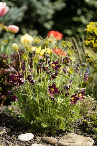 Pulsatilla Patens는 Ranunculacese 계통의 꽃 피는 식물의 종입니다 일반적인 이름에는 동부 파스케 플라워와 컷 리프 아네모네가 포함됩니다 자연의 녹색